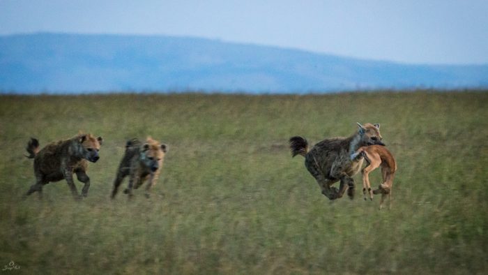 Kenya Wildlife Photography Safari Tour | Venture Photography Workshops