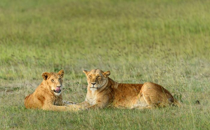 Kenya Wildlife Photography Safari Tour | Venture Photography Workshops