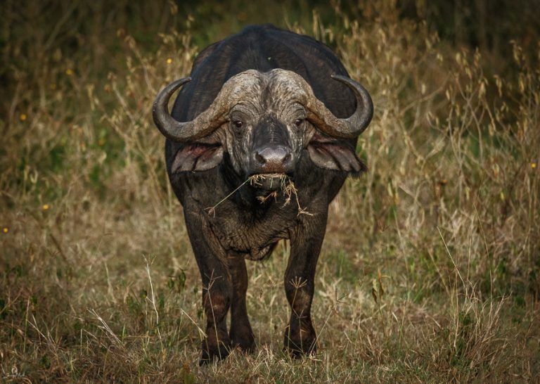 Kenya Wildlife Photography Safari Tour | Venture Photography Workshops